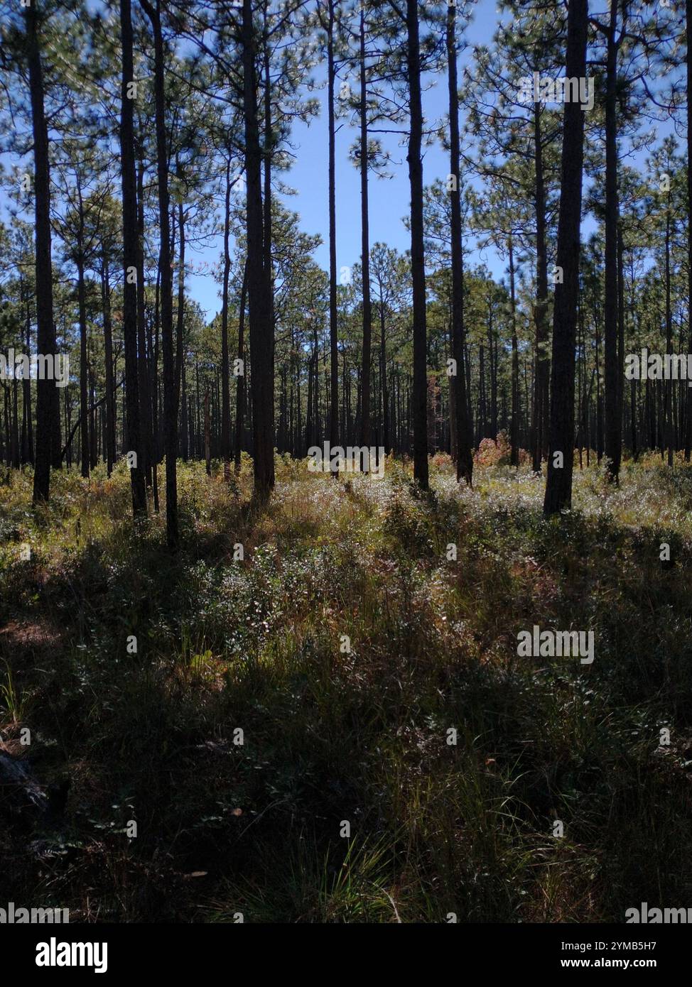 longleaf pine (Pinus palustris Stock Photo - Alamy