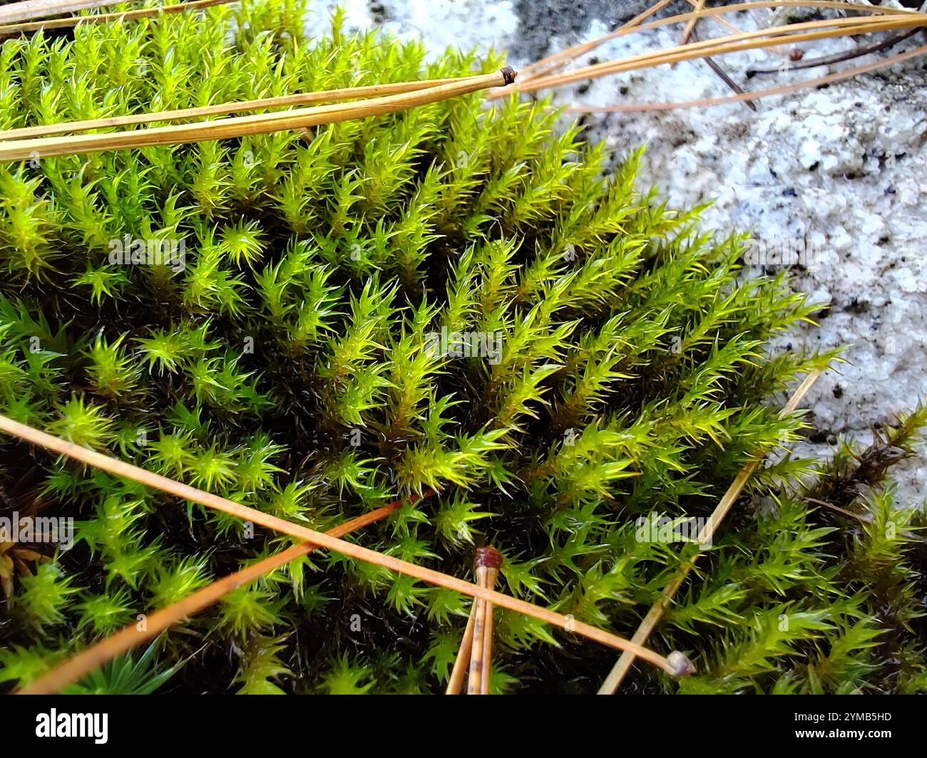 ribbed bog moss (Aulacomnium palustre Stock Photo - Alamy