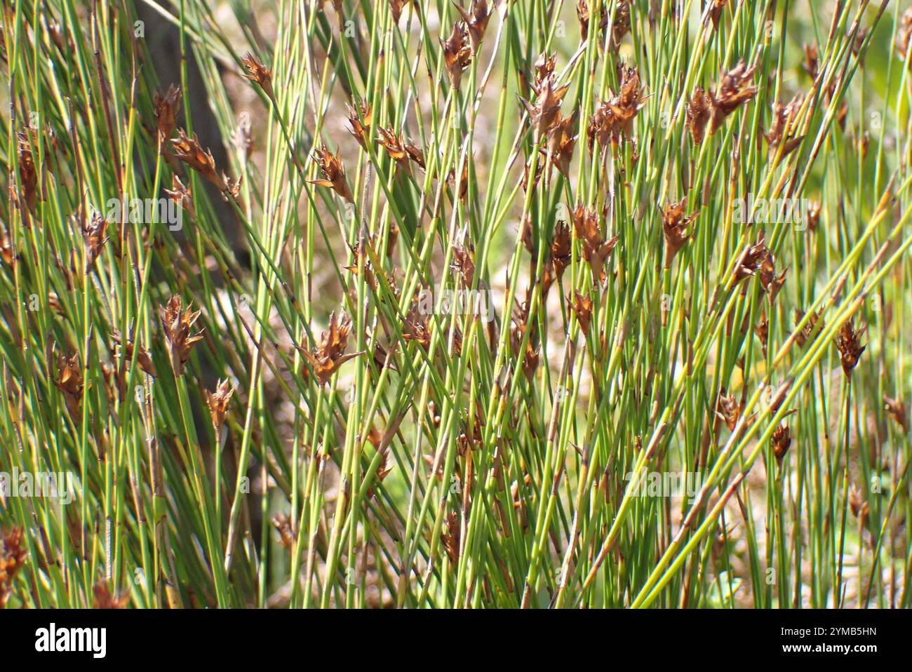 Restiads hi-res stock photography and images - Alamy