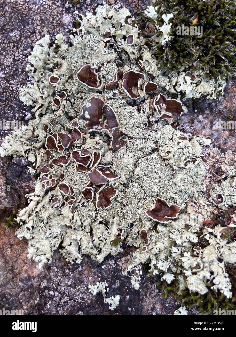 Peppered Rock-shield (Xanthoparmelia conspersa Stock Photo - Alamy