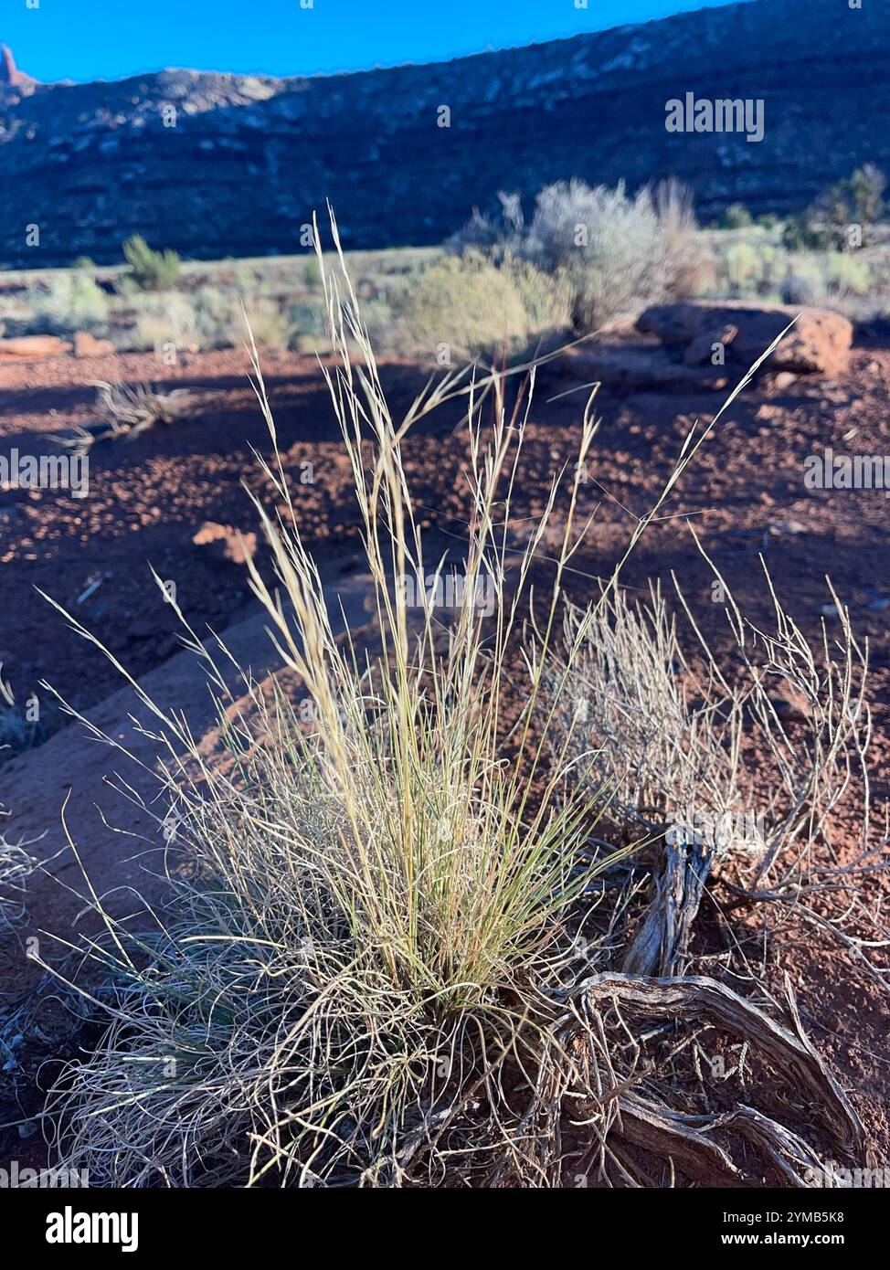 Purple Threeawn (Aristida purpurea Stock Photo - Alamy
