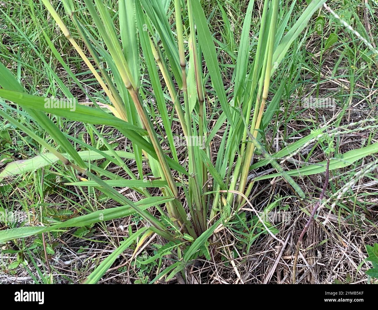 Vasey Grass (Paspalum urvillei Stock Photo - Alamy
