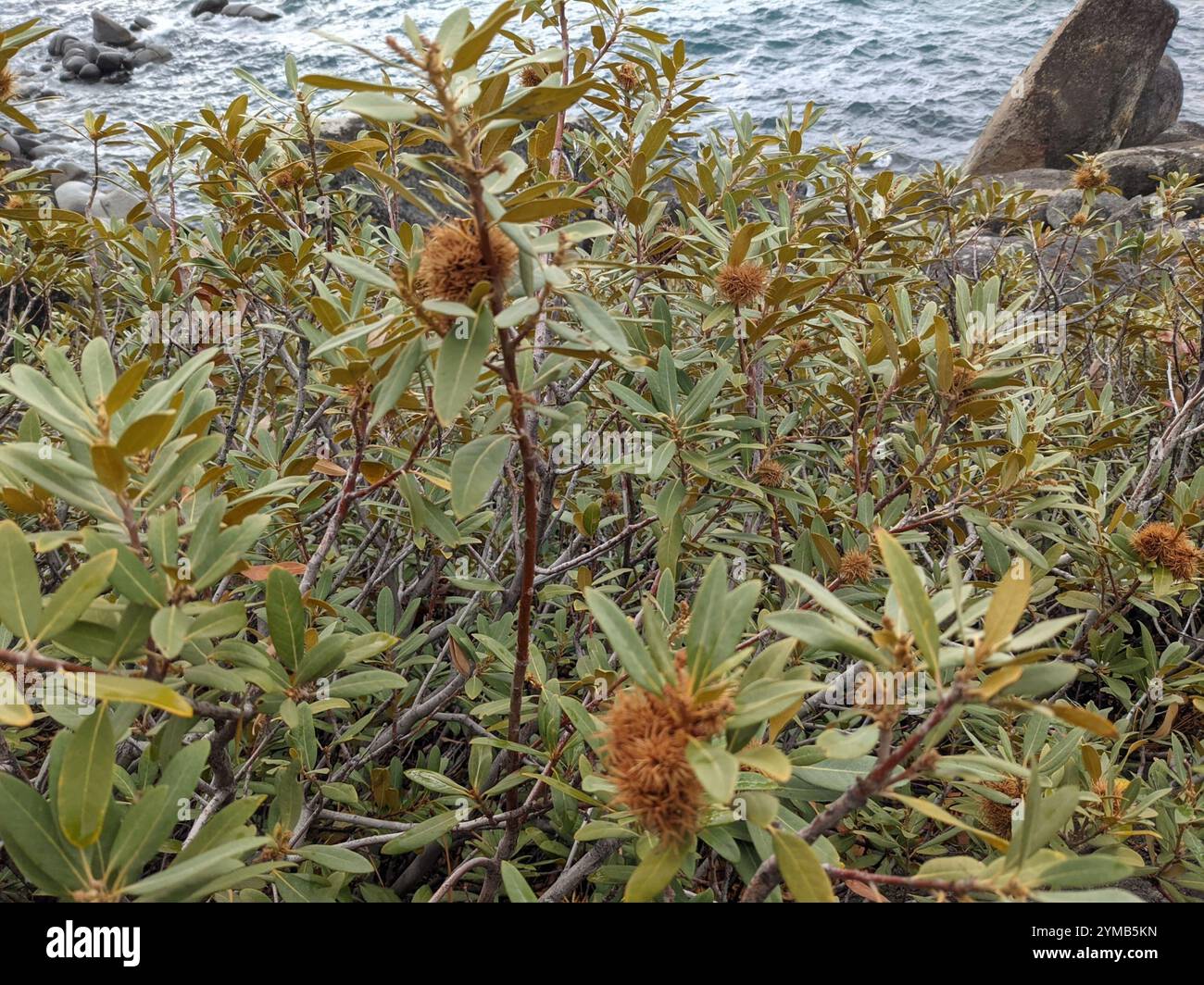 bush chinquapin (Chrysolepis sempervirens Stock Photo - Alamy