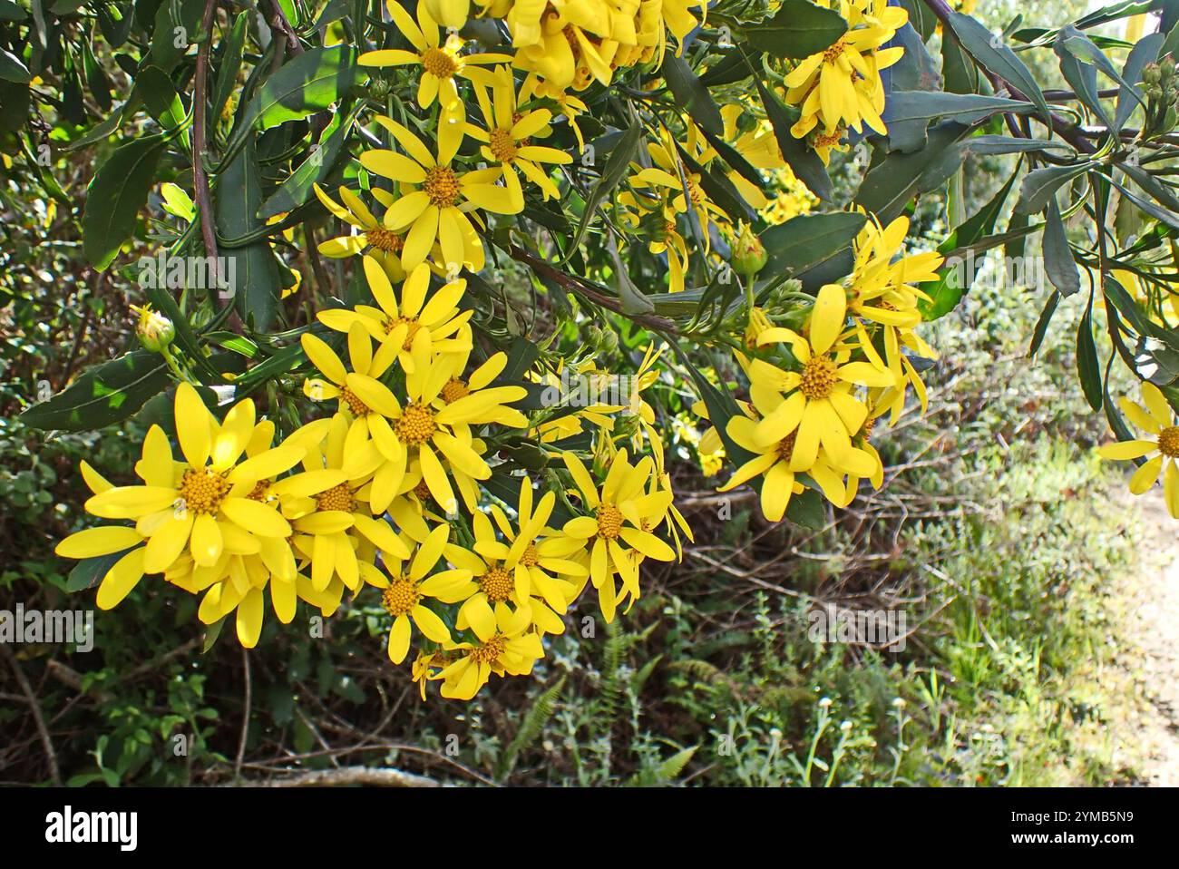 Bietou (Osteospermum moniliferum Stock Photo - Alamy