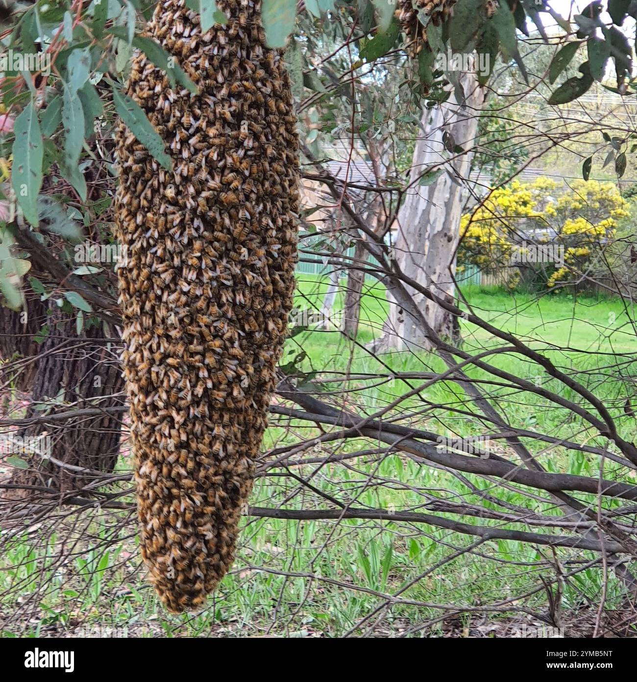 Western Honey Bee (Apis mellifera Stock Photo - Alamy
