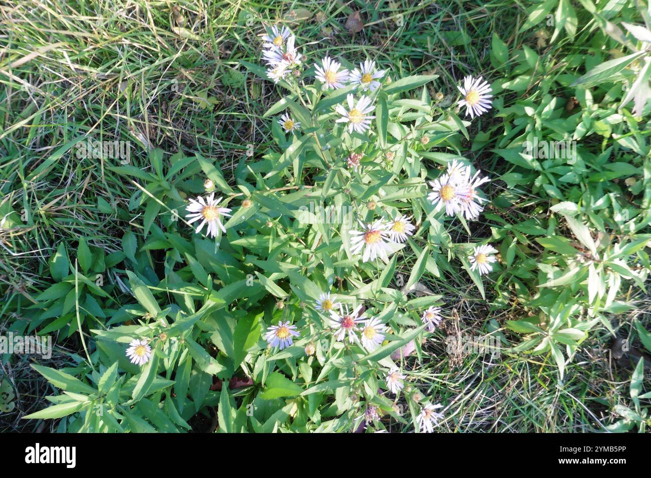 New York aster (Symphyotrichum novi-belgii Stock Photo - Alamy