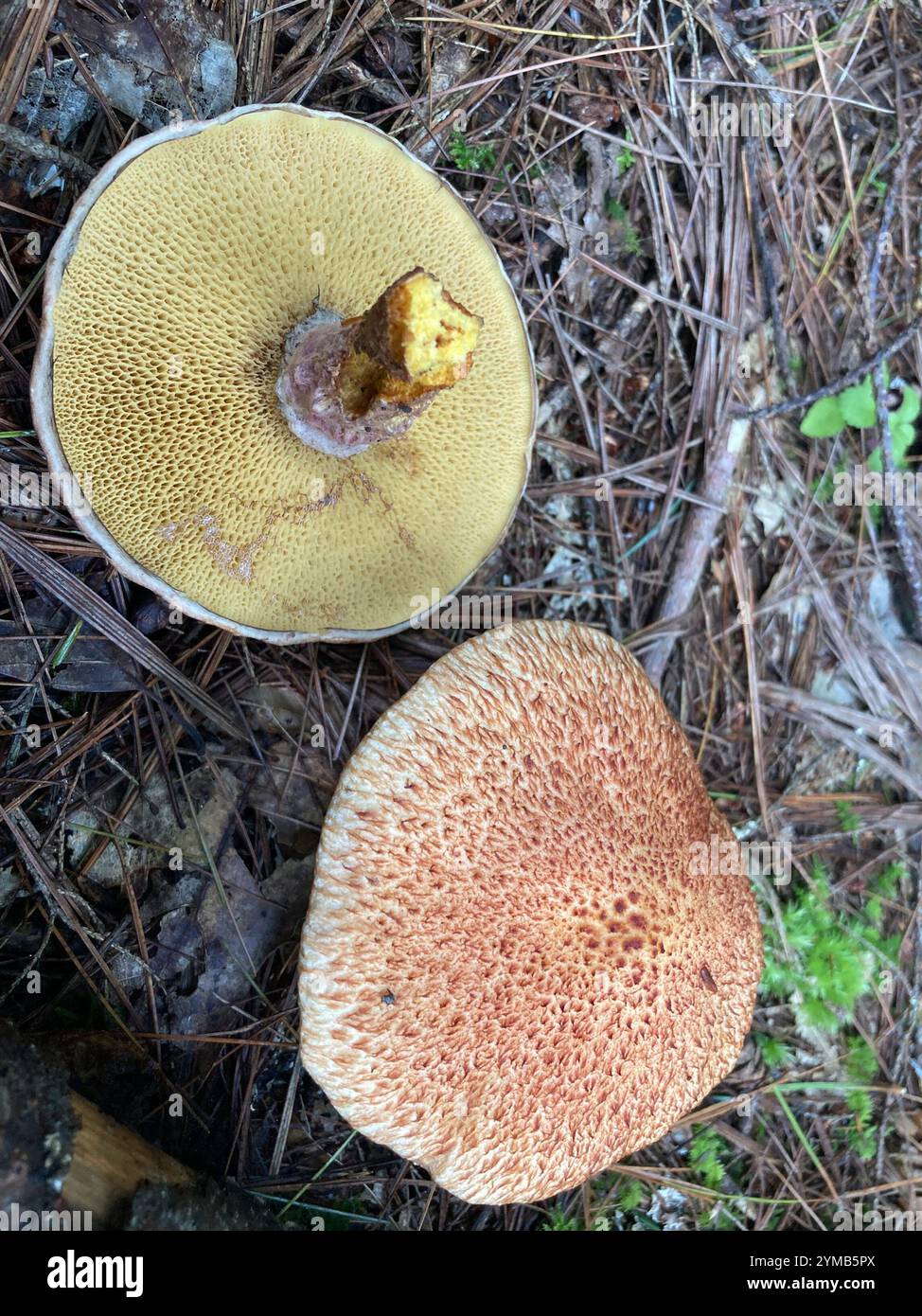 Painted Suillus (Suillus spraguei Stock Photo - Alamy