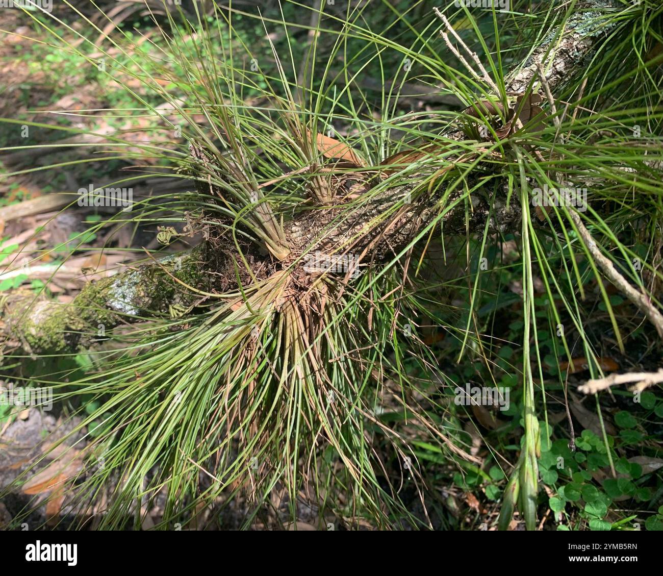 southern needleleaf airplant (Tillandsia setacea Stock Photo - Alamy