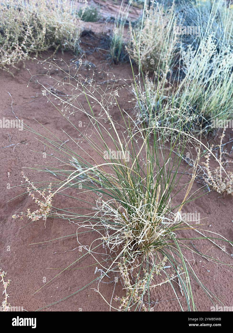 Sand Ricegrass (Eriocoma hymenoides Stock Photo - Alamy