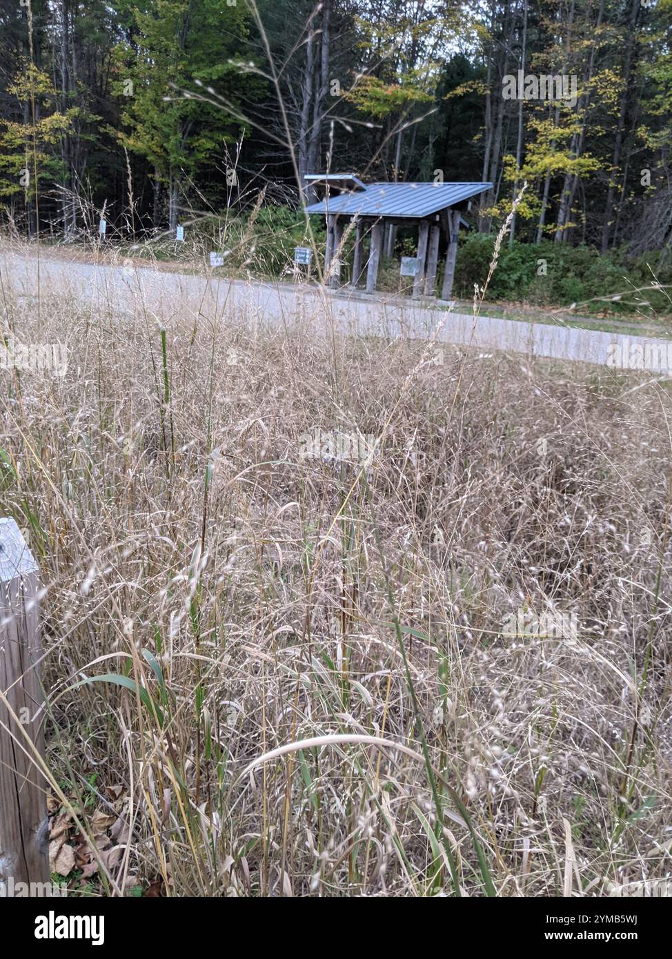 bristlegrasses, rosette grasses, barnyard grasses, and allies (Paniceae ...