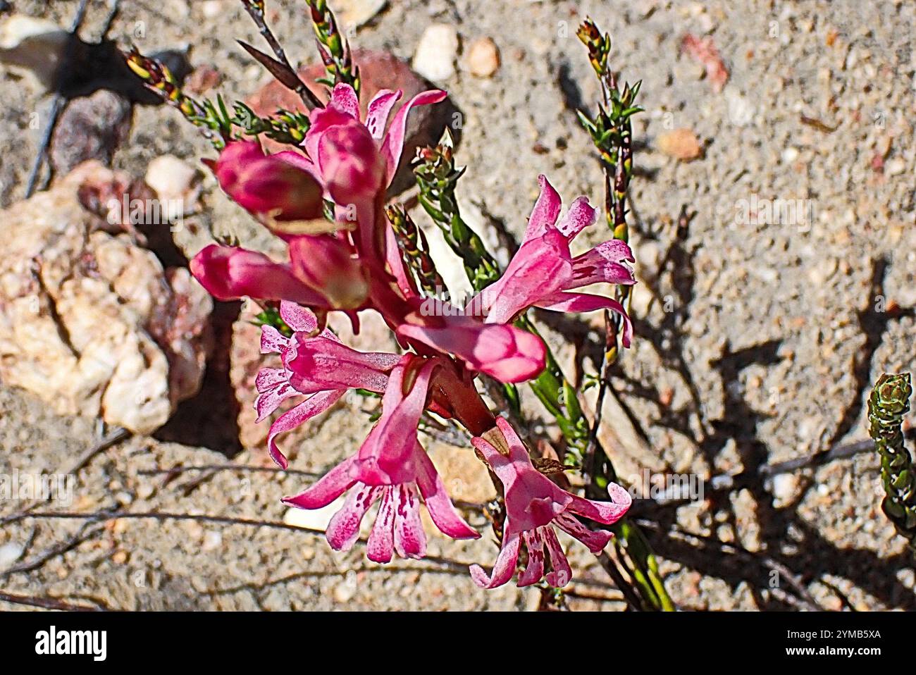 Small Pink Satyre (Satyrium erectum Stock Photo - Alamy