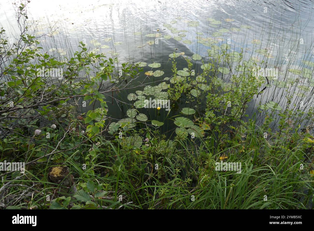 Variegated Yellow Pond-Lily (Nuphar variegata Stock Photo - Alamy