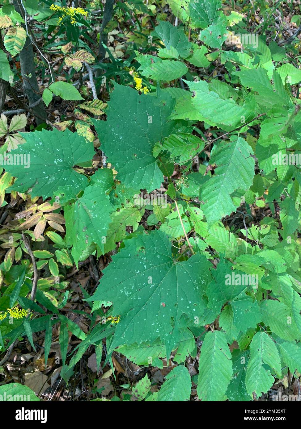 riverbank grape (Vitis riparia Stock Photo - Alamy