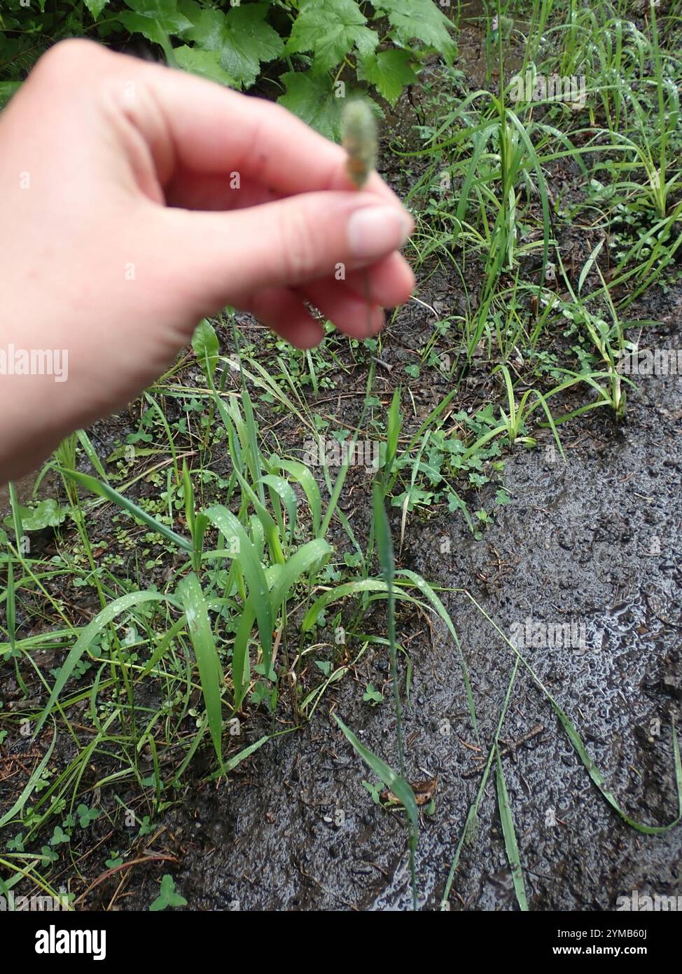 Alpine Timothy (Phleum alpinum Stock Photo - Alamy