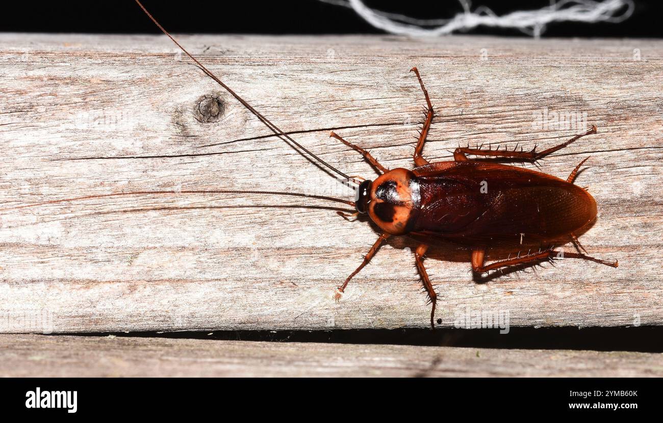 Periplaneta australasiae hi-res stock photography and images - Alamy