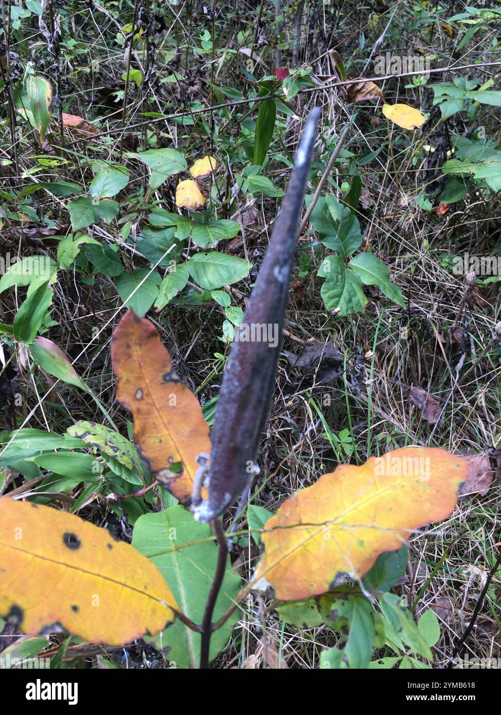redring milkweed (Asclepias variegata Stock Photo - Alamy