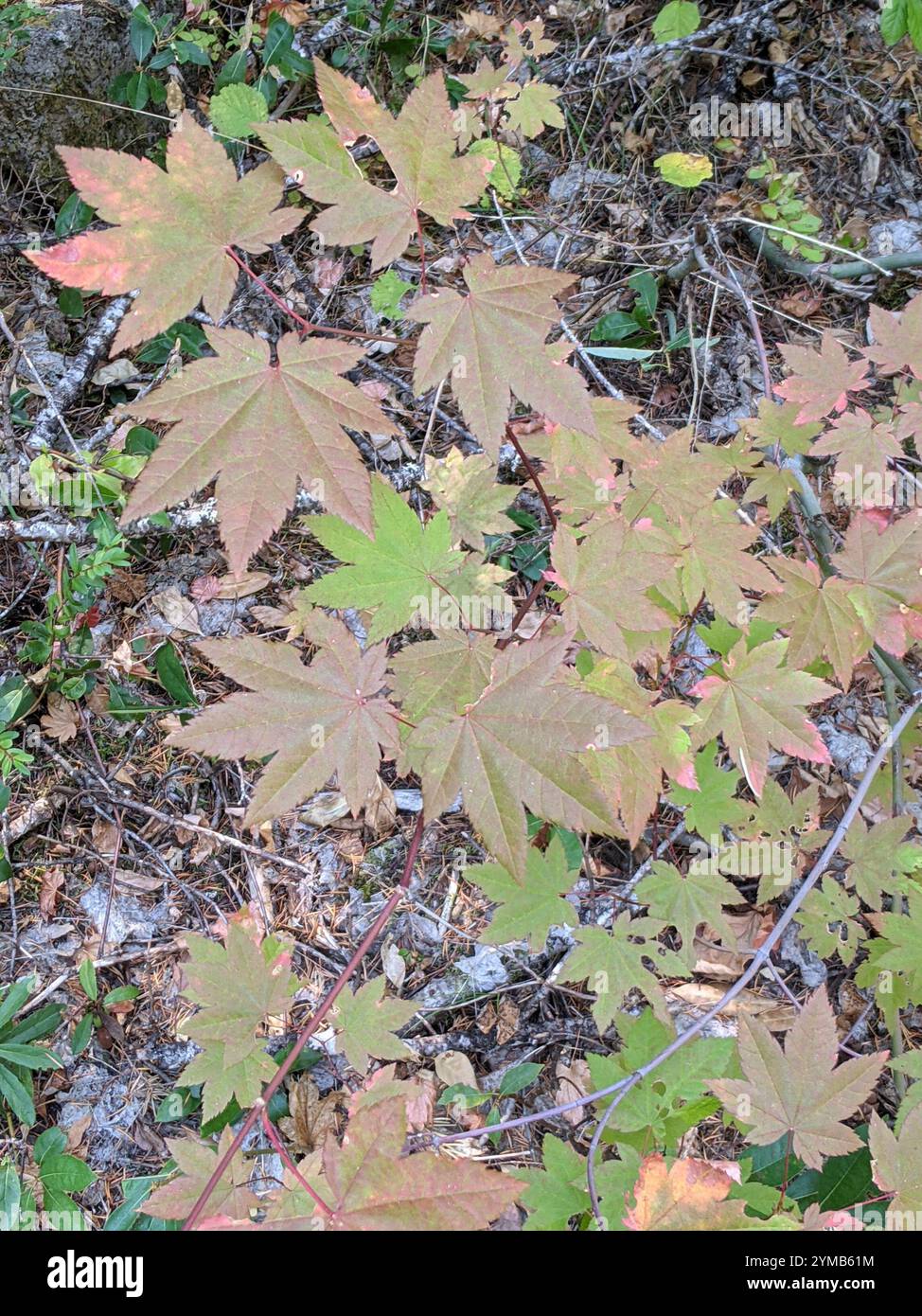 Vine Maple (Acer circinatum Stock Photo - Alamy