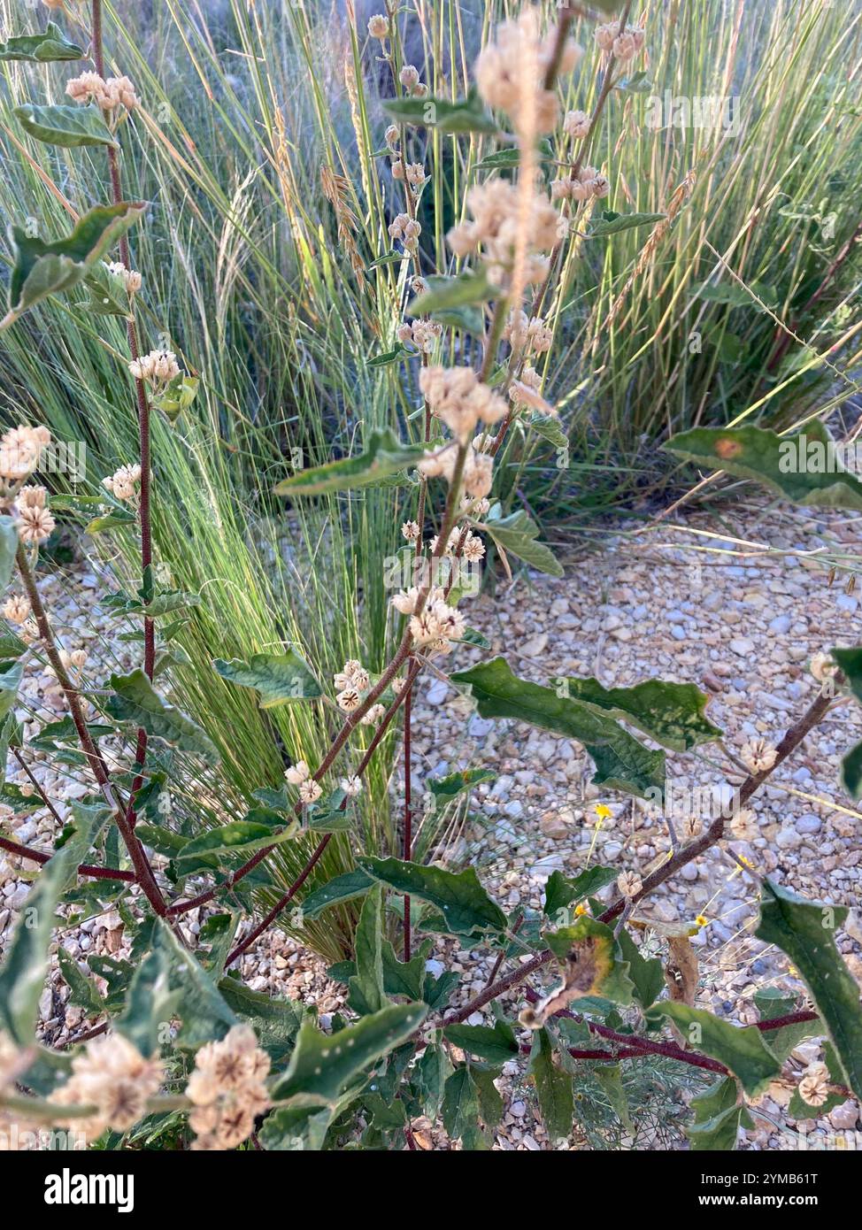 narrowleaf globemallow (Sphaeralcea angustifolia Stock Photo - Alamy