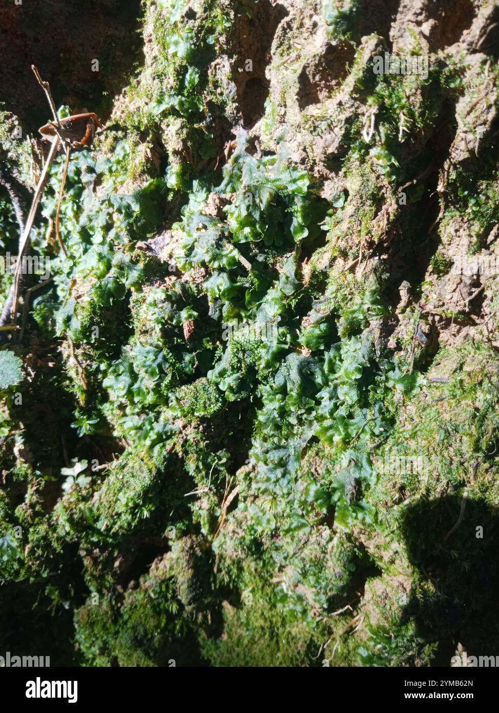 common pellia (Pellia epiphylla Stock Photo - Alamy