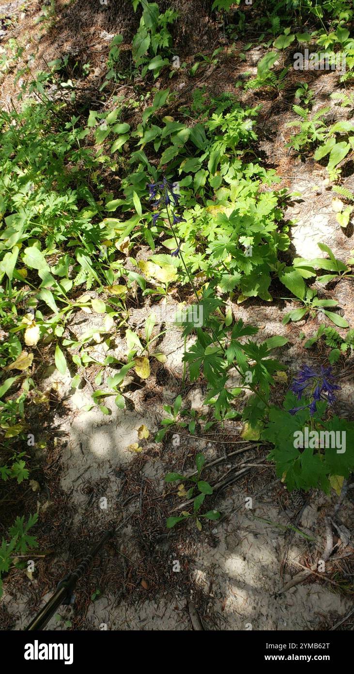 Subalpine Larkspur (Delphinium barbeyi Stock Photo - Alamy