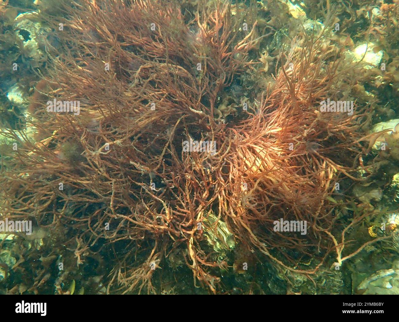 red algae (Rhodophyta Stock Photo - Alamy