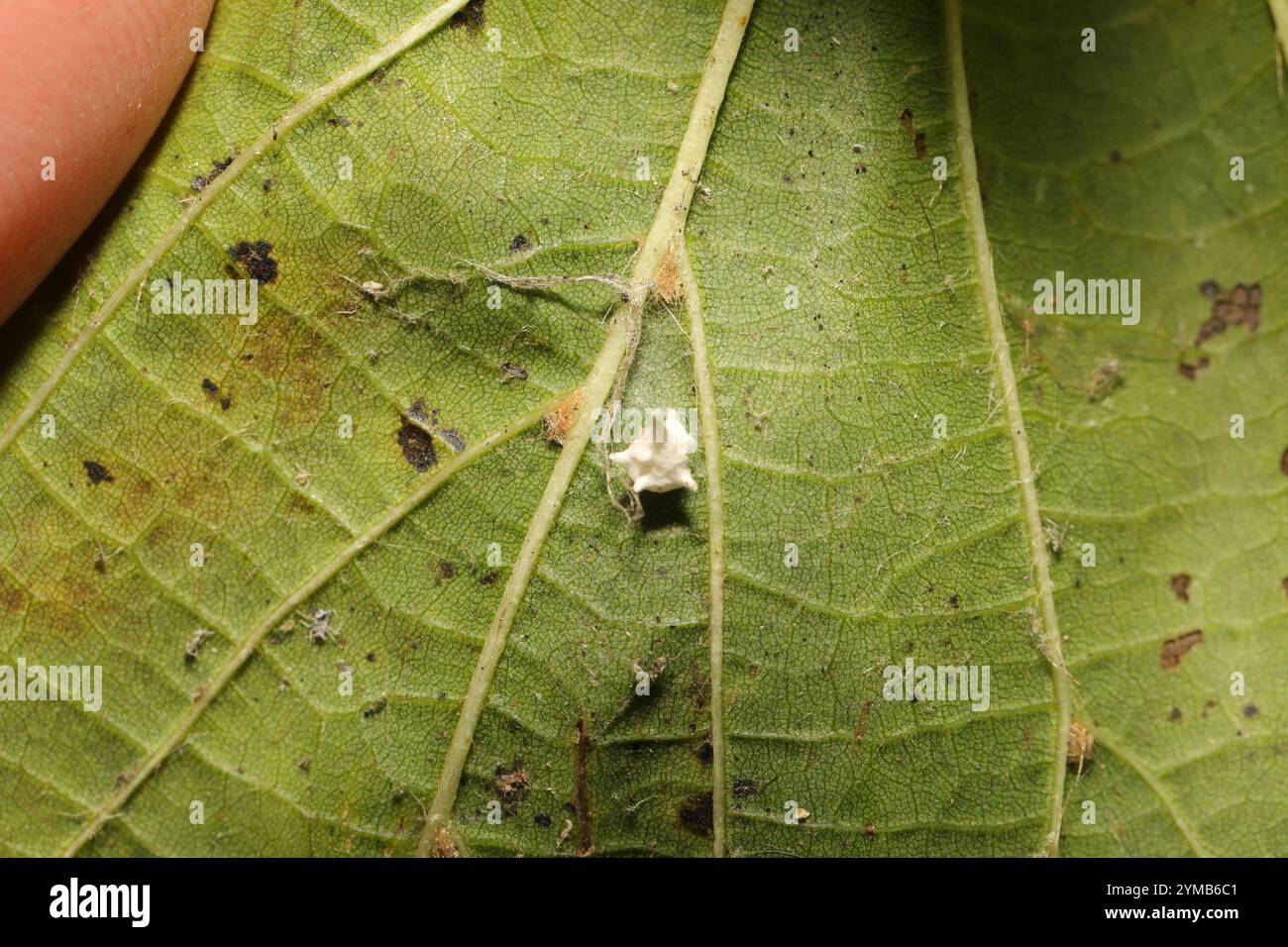 Sputnik Spider (Paidiscura pallens Stock Photo - Alamy