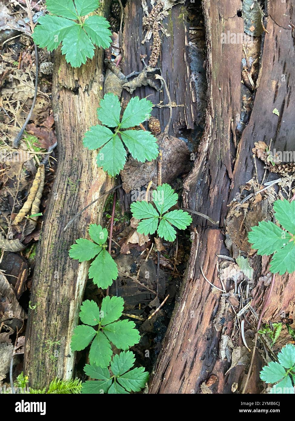 Five-leaf Dwarf Bramble (Rubus pedatus Stock Photo - Alamy