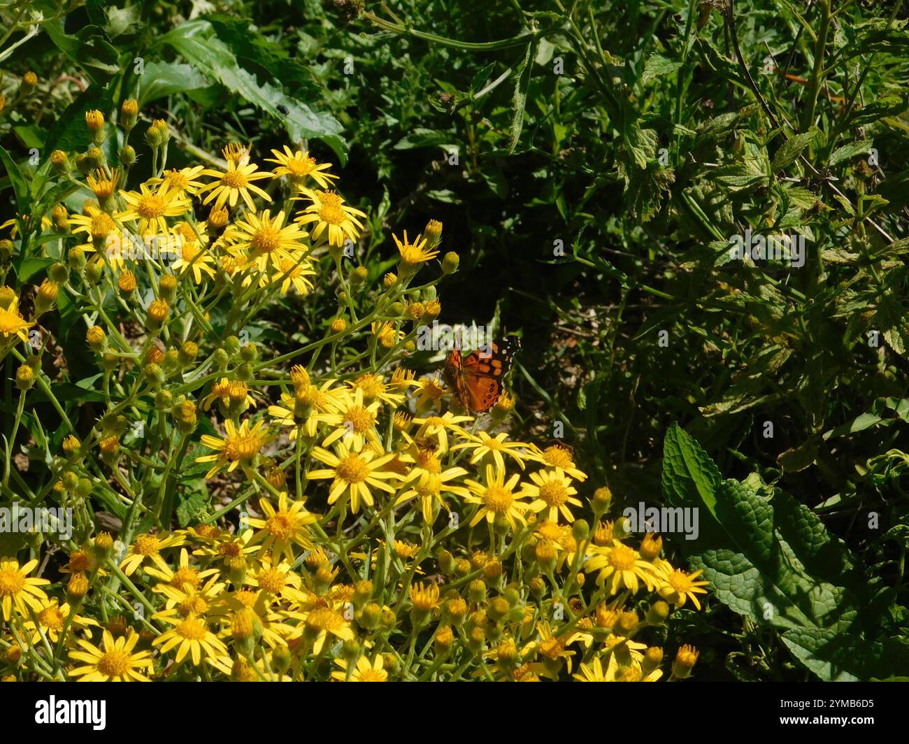 Vanessa carye hi-res stock photography and images - Alamy