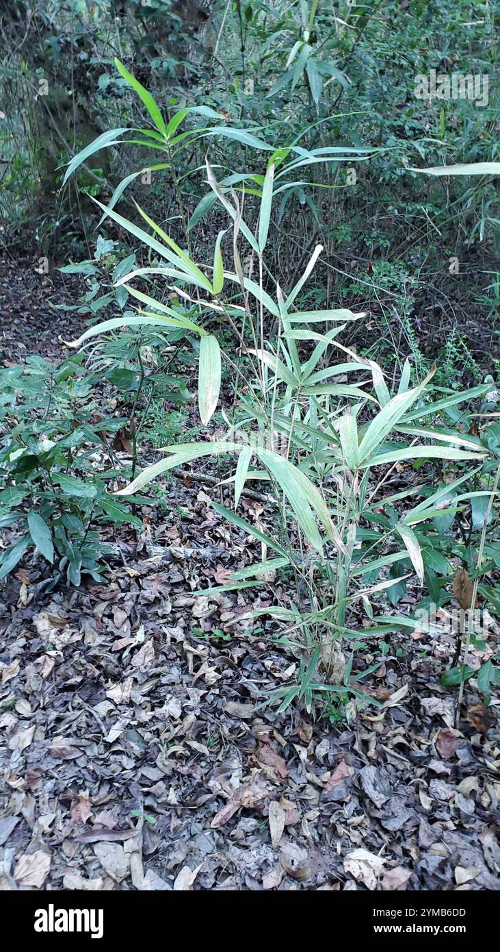 switch cane (Arundinaria tecta Stock Photo - Alamy