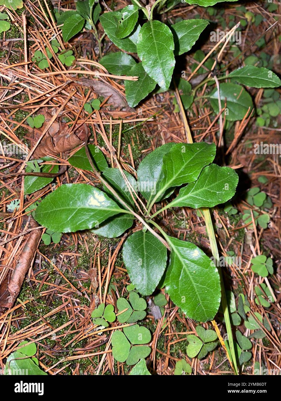 one-sided wintergreen (Orthilia secunda Stock Photo - Alamy