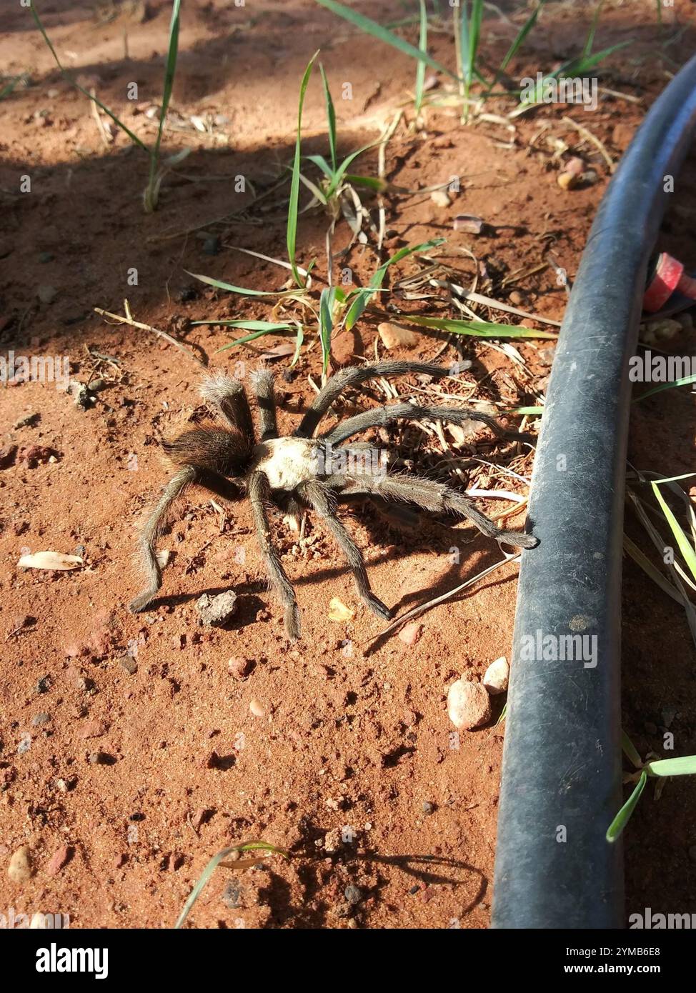 Desert Tarantula (Aphonopelma iodius Stock Photo - Alamy