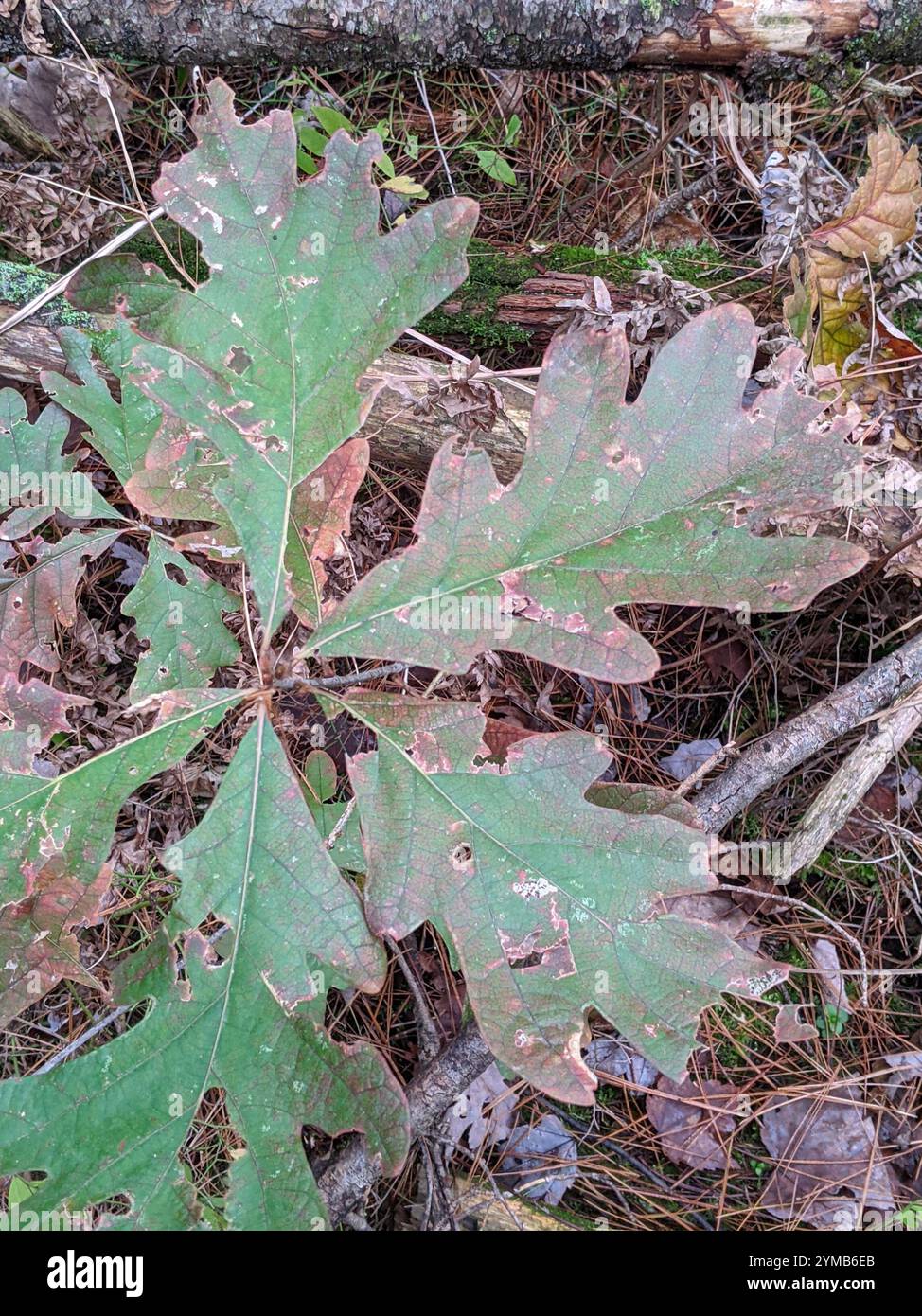 white oak (Quercus alba Stock Photo - Alamy