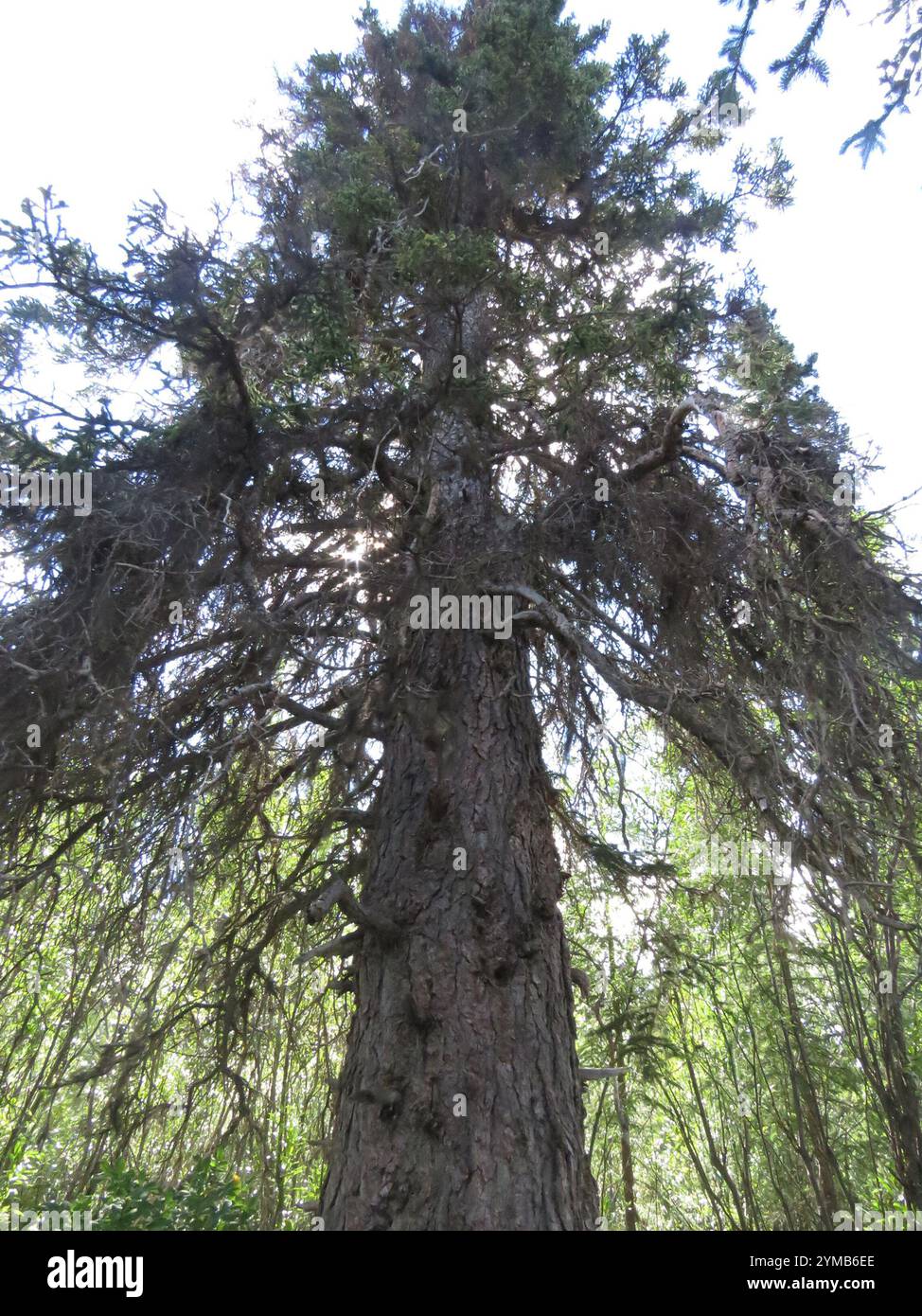 pine family (Pinaceae Stock Photo - Alamy