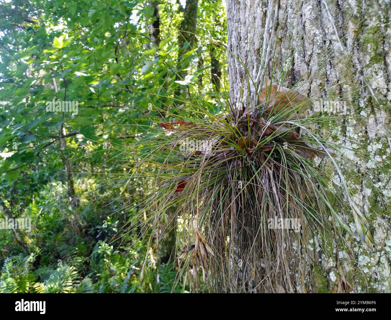 southern needleleaf airplant (Tillandsia setacea Stock Photo - Alamy