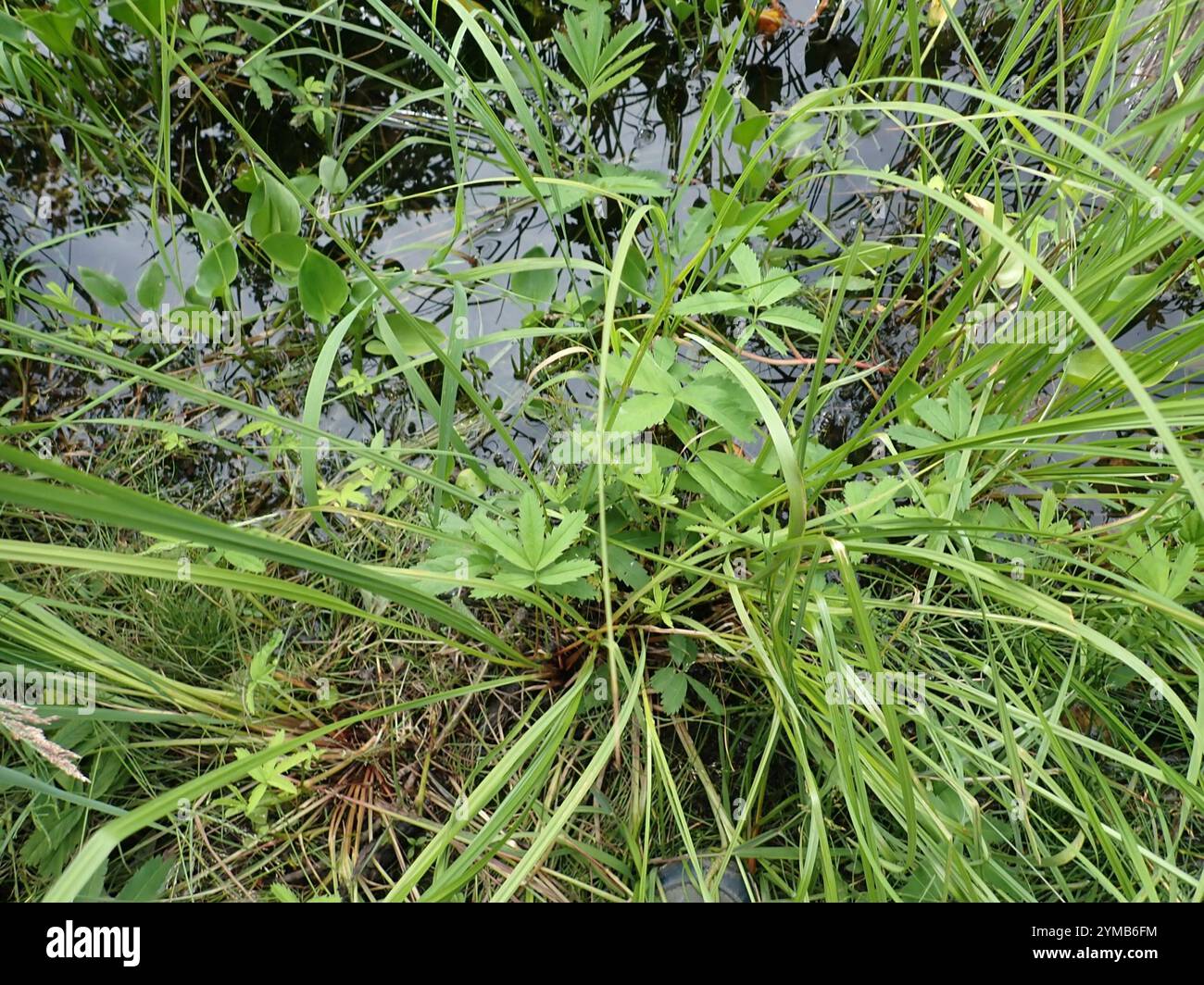 marsh cinquefoil (Comarum palustre Stock Photo - Alamy