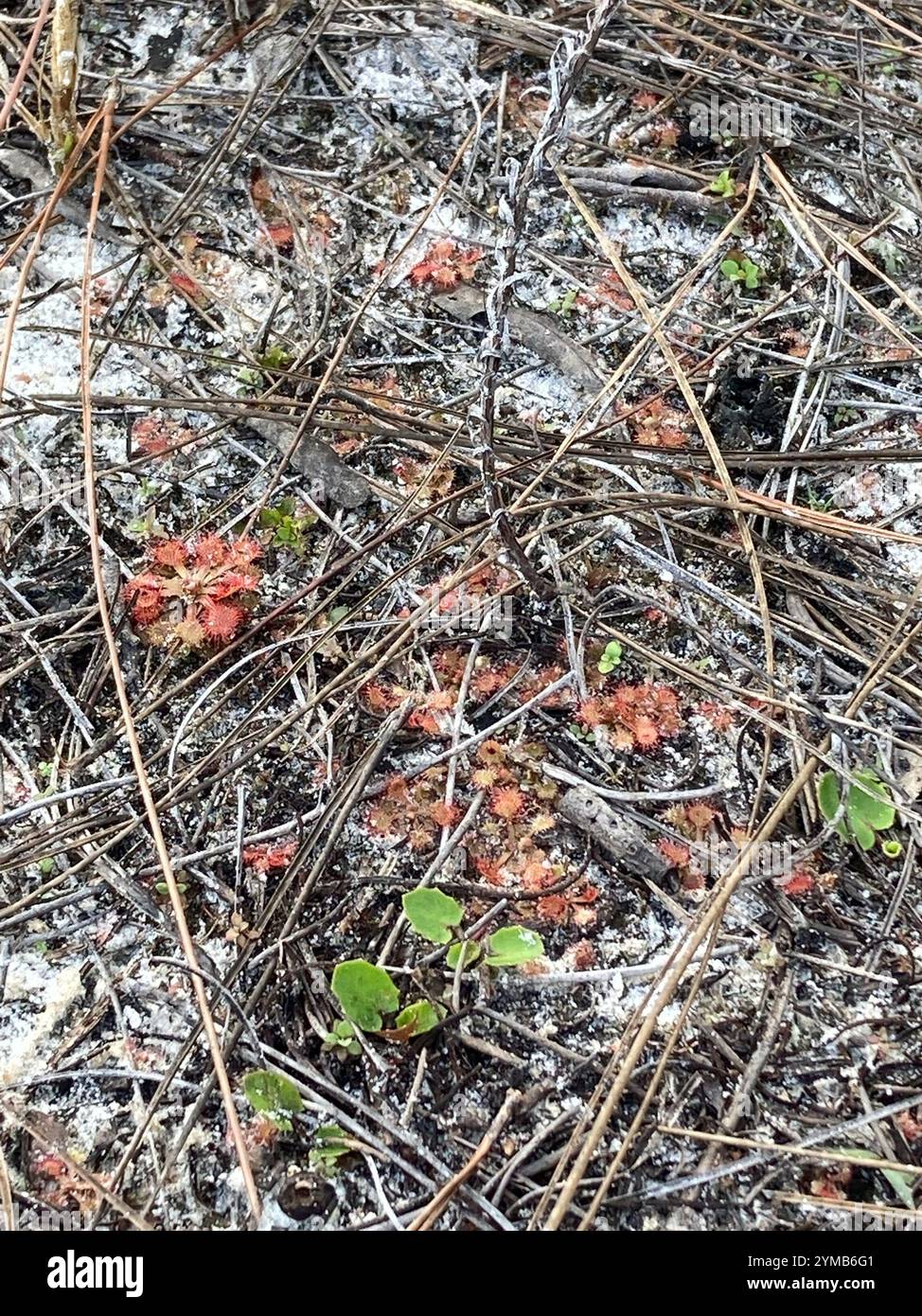 Pink Sundew (Drosera capillaris Stock Photo - Alamy