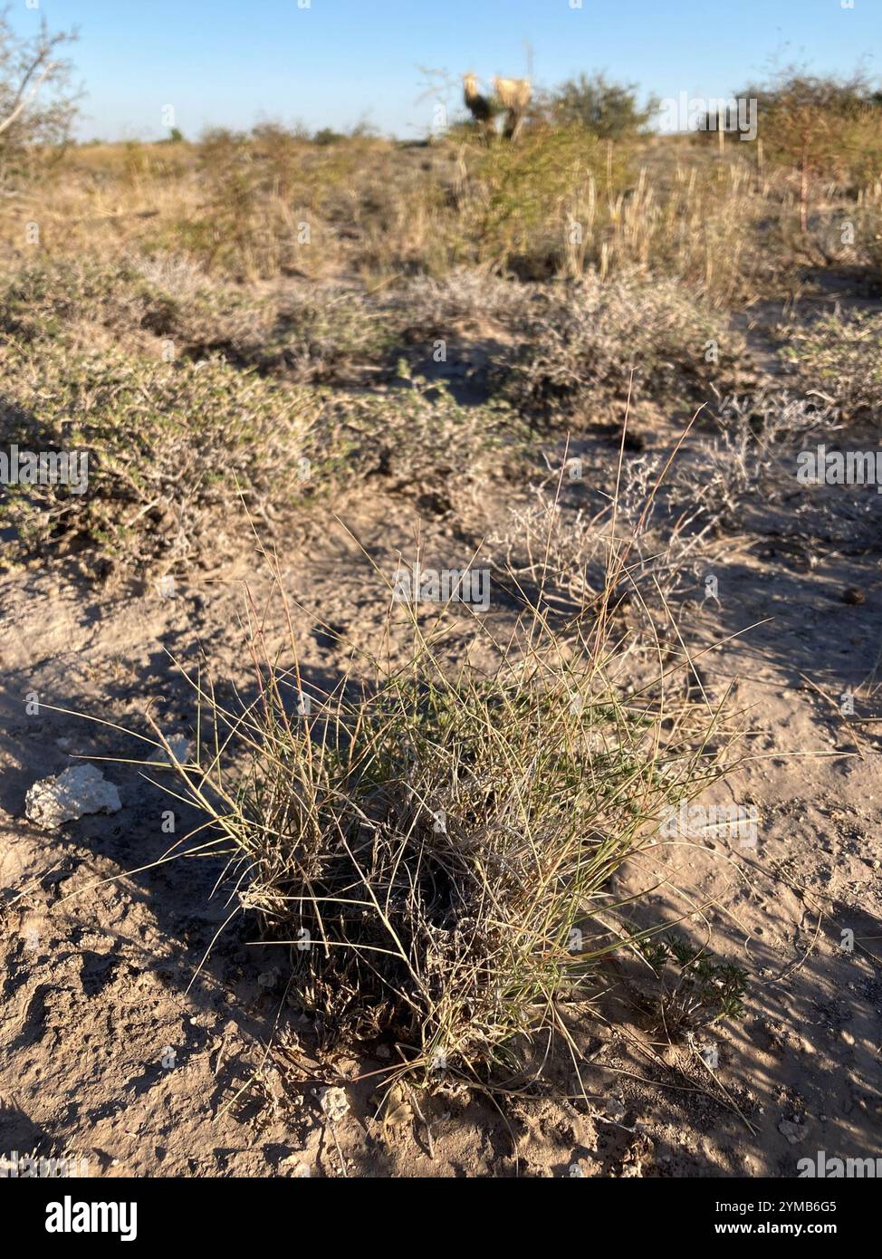 gypsum dropseed (Sporobolus nealleyi Stock Photo - Alamy