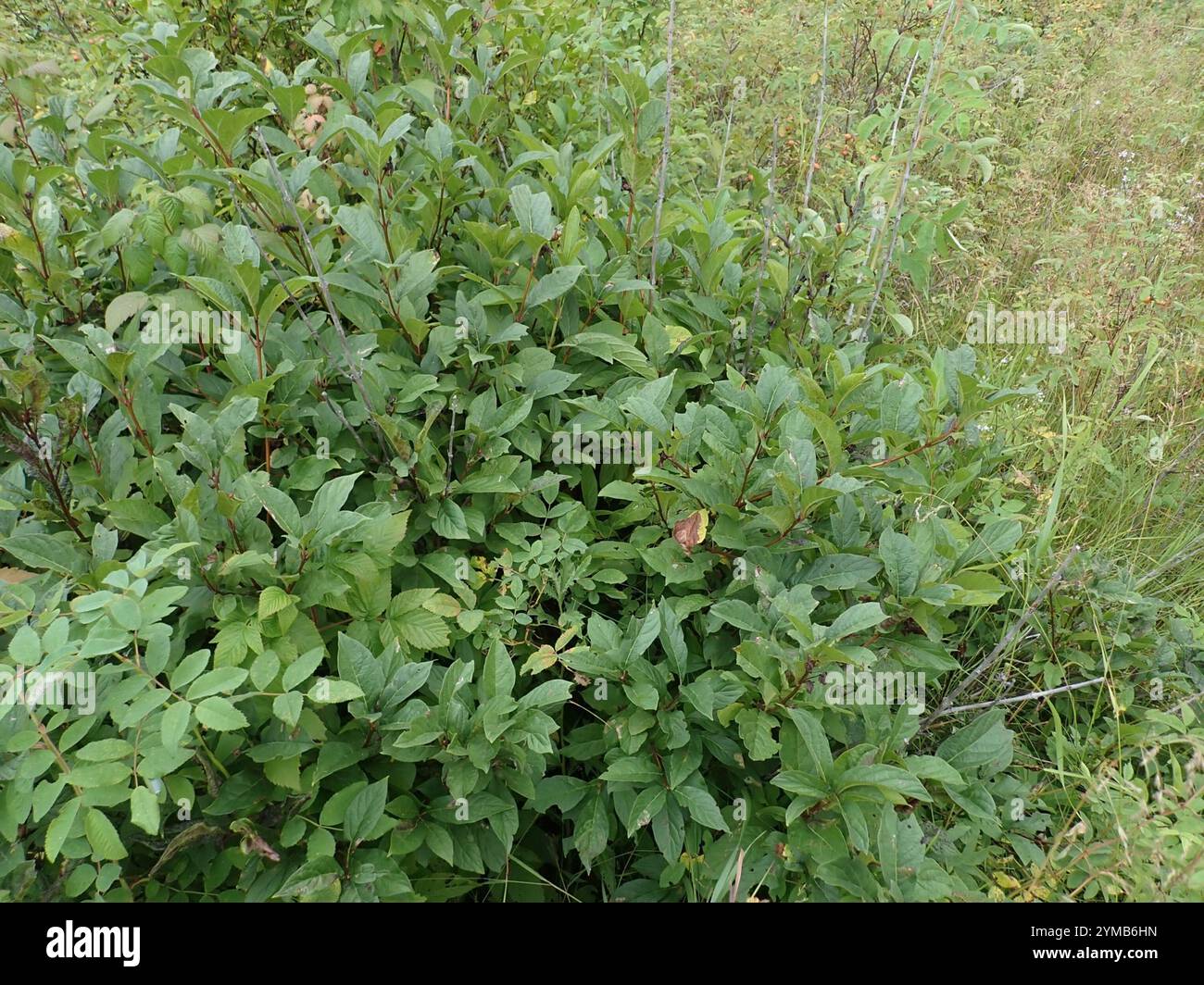 twinberry honeysuckle (Lonicera involucrata Stock Photo - Alamy
