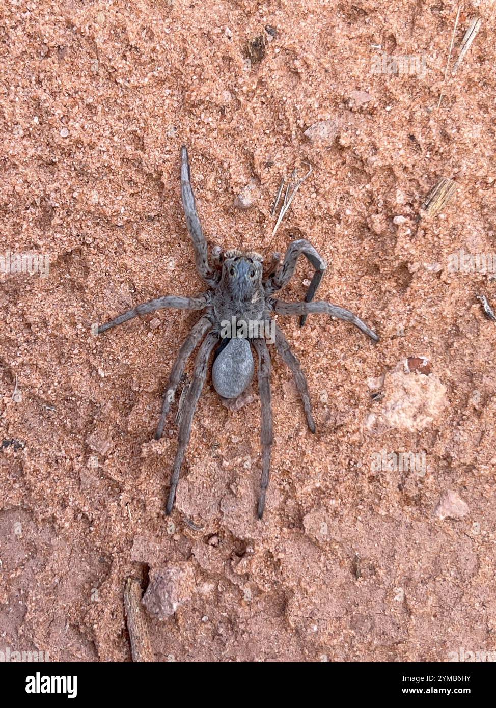 Burrowing Wolf Spiders (Geolycosa Stock Photo - Alamy