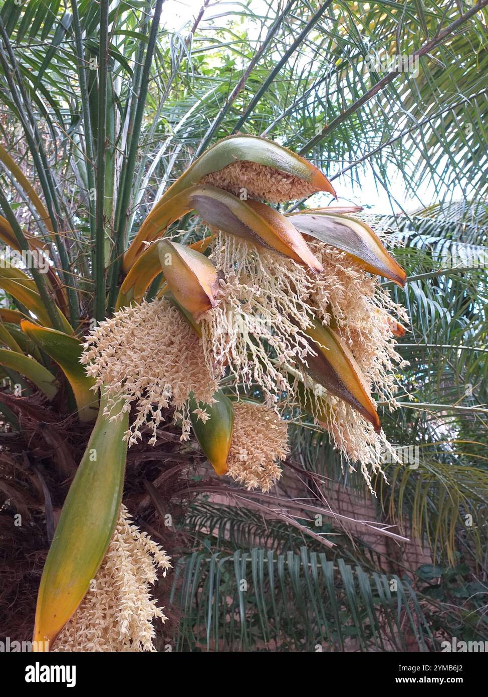 Pygmy Date Palm (Phoenix roebelenii Stock Photo - Alamy