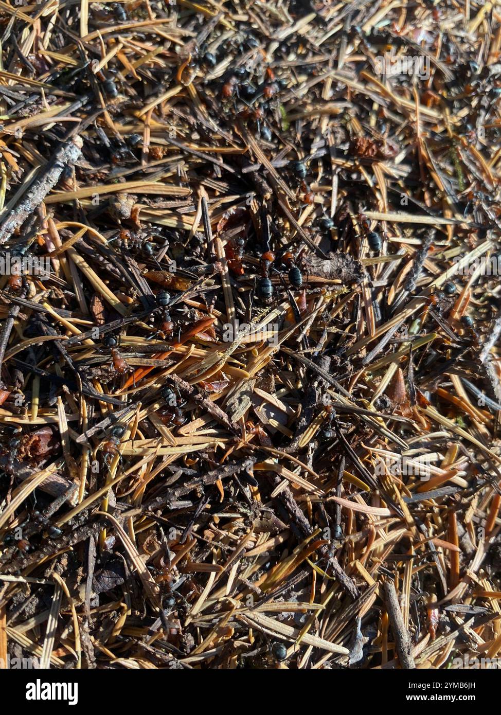Western thatching ant hi-res stock photography and images - Alamy