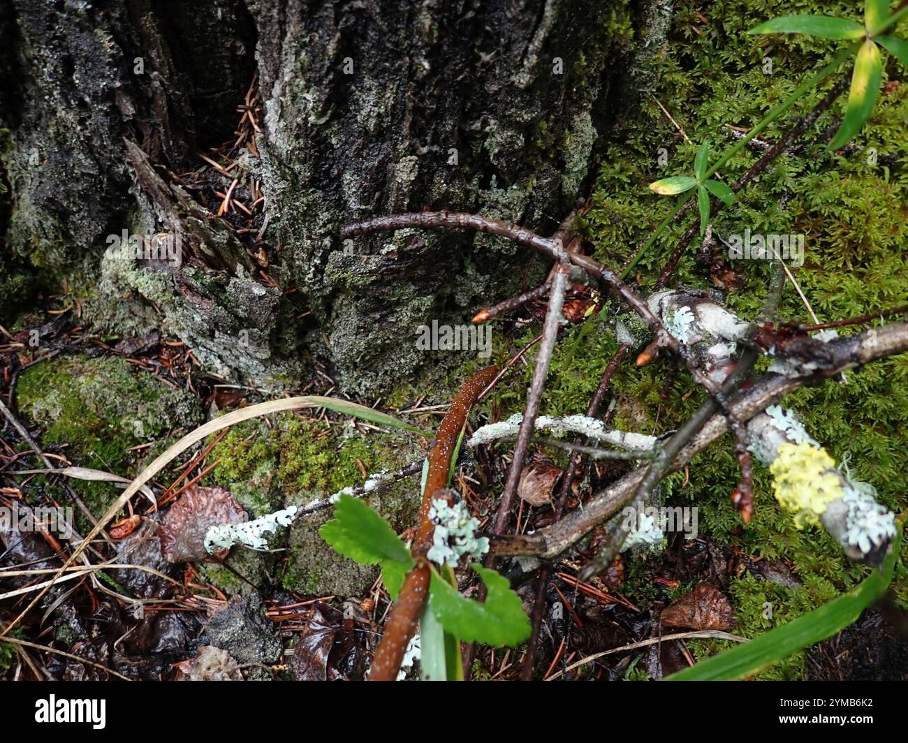 dwarf resin birch (Betula glandulosa Stock Photo - Alamy