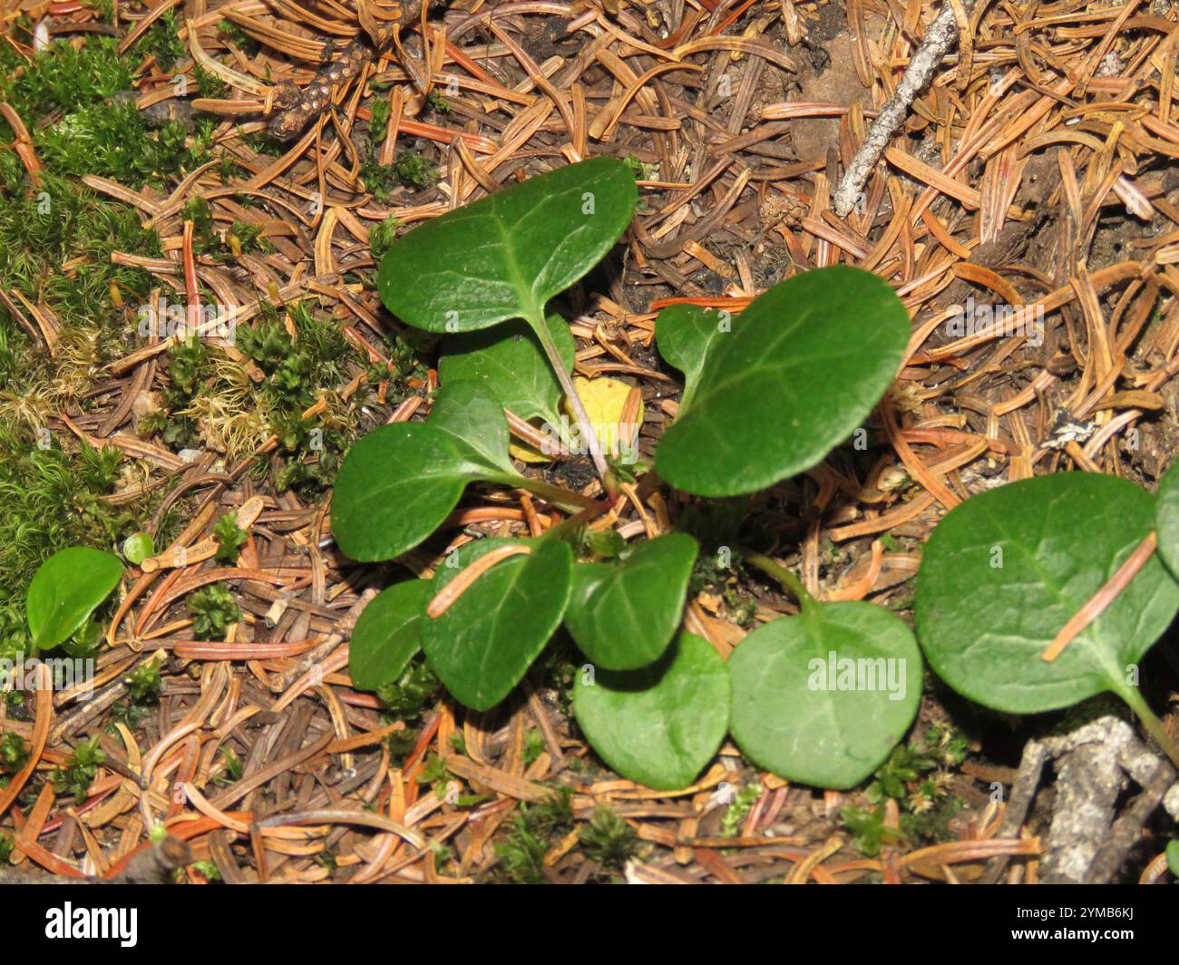 green-flowered wintergreen (Pyrola chlorantha Stock Photo - Alamy