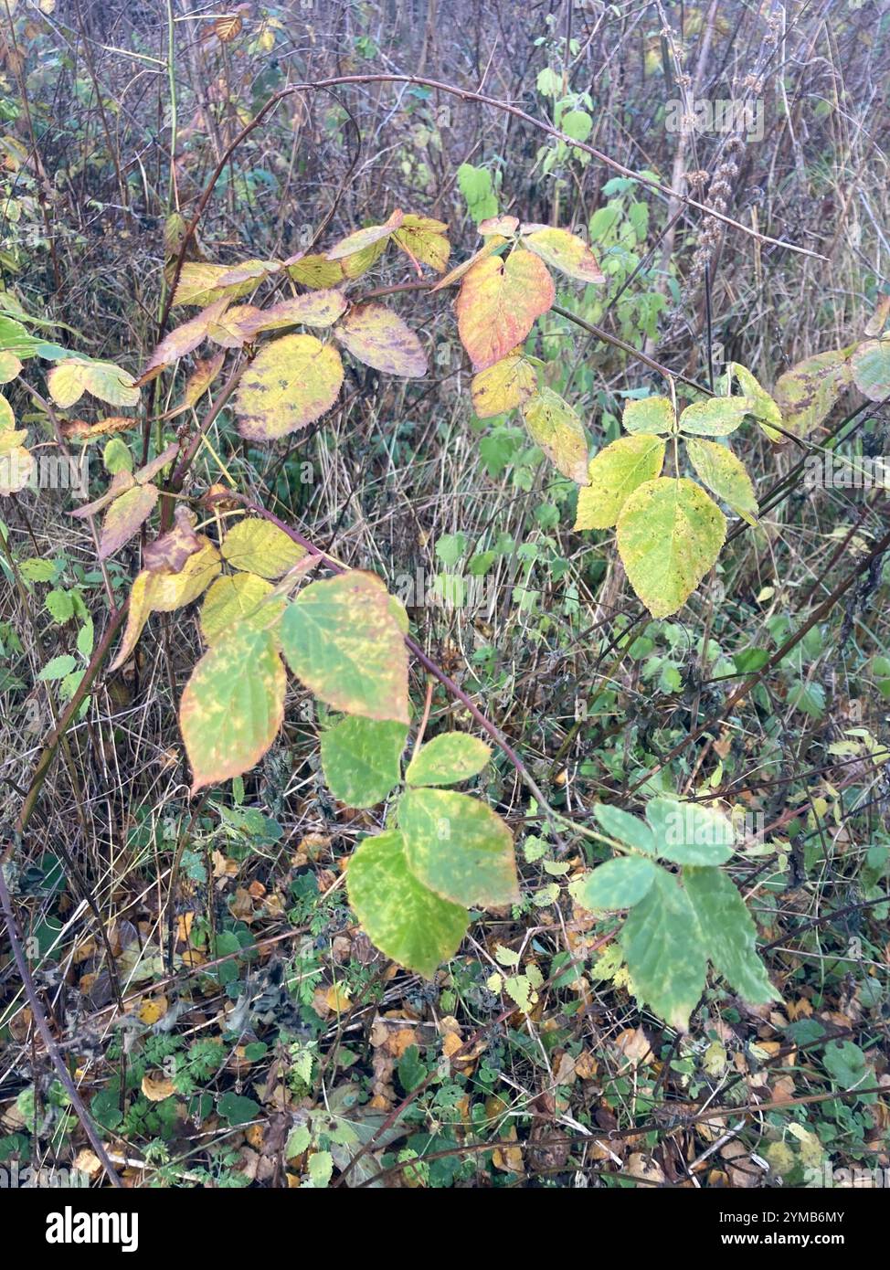 red raspberry (Rubus idaeus Stock Photo - Alamy