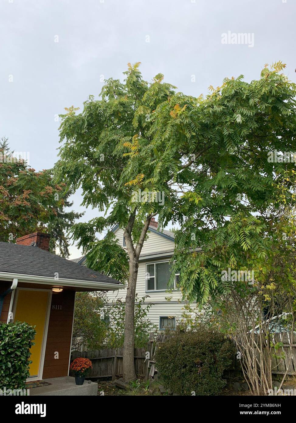 tree-of-heaven (Ailanthus altissima Stock Photo - Alamy