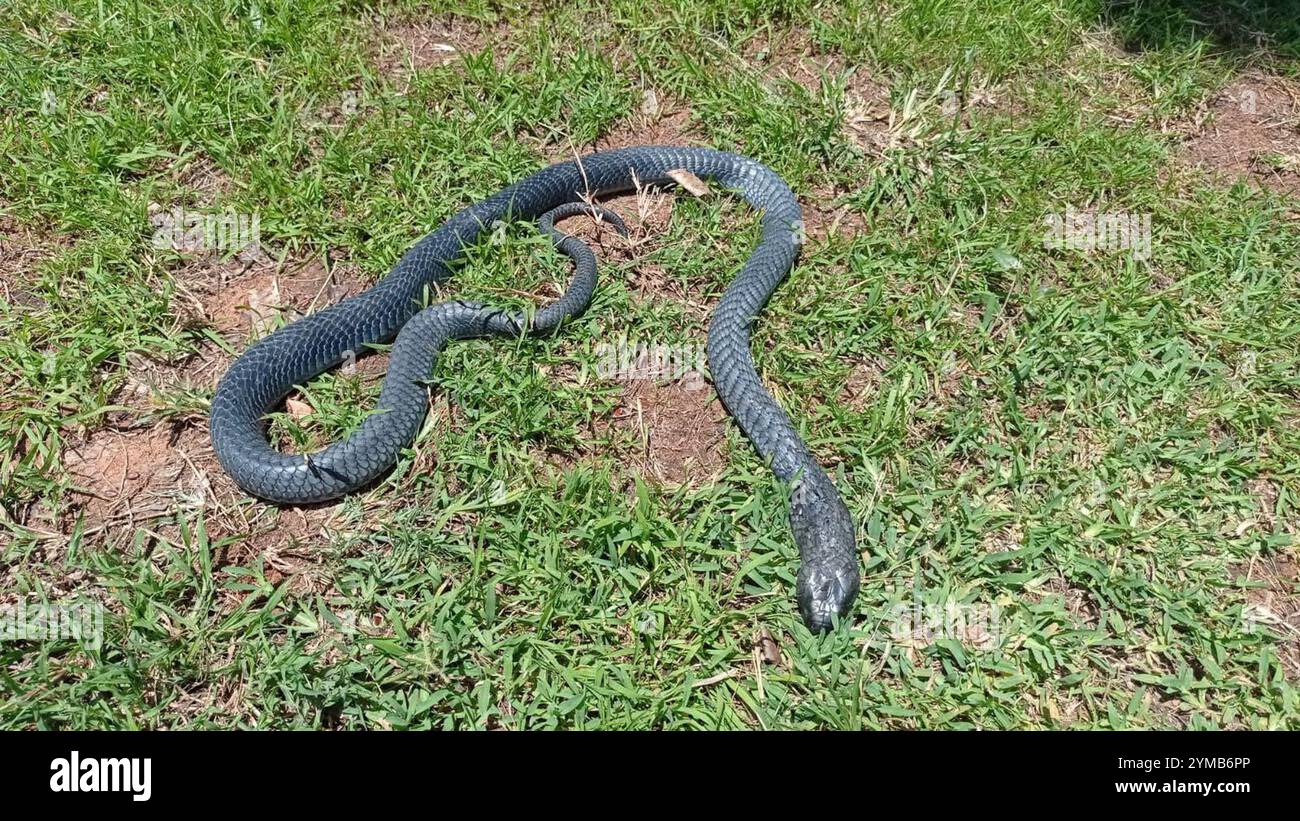 Black-necked Spitting Cobra (Naja nigricollis Stock Photo - Alamy