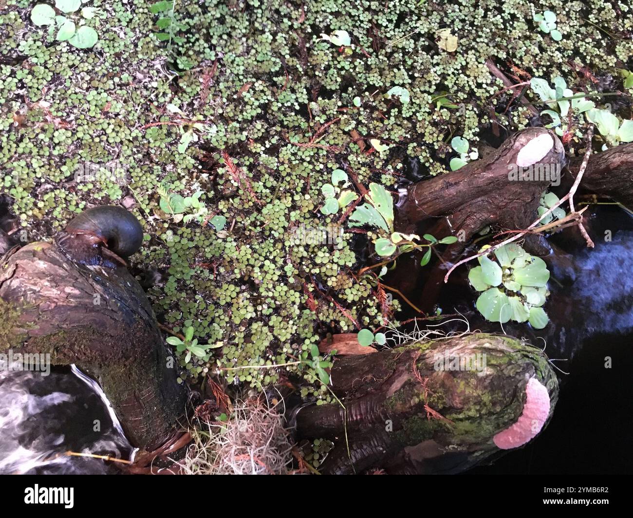 Island apple snail hi-res stock photography and images - Alamy