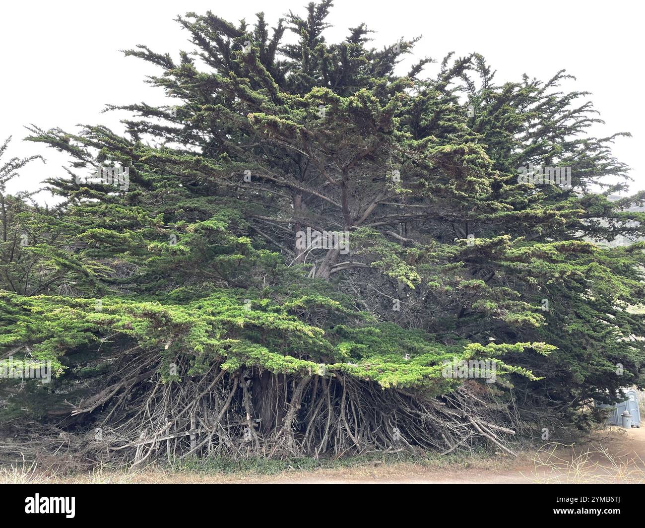 Monterey Cypress (Hesperocyparis macrocarpa Stock Photo - Alamy