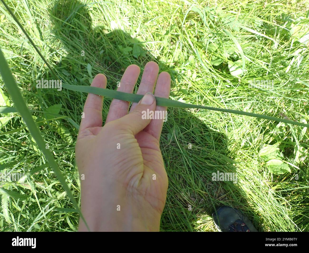 canadian bluejoint (Calamagrostis canadensis Stock Photo - Alamy