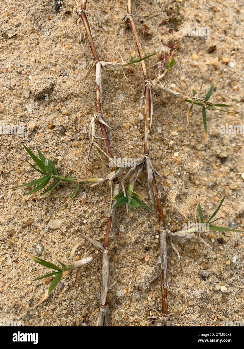 Bermuda grass (Cynodon dactylon Stock Photo - Alamy